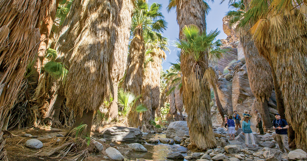 Three Days In: Coachella Valley | AAA Colorado